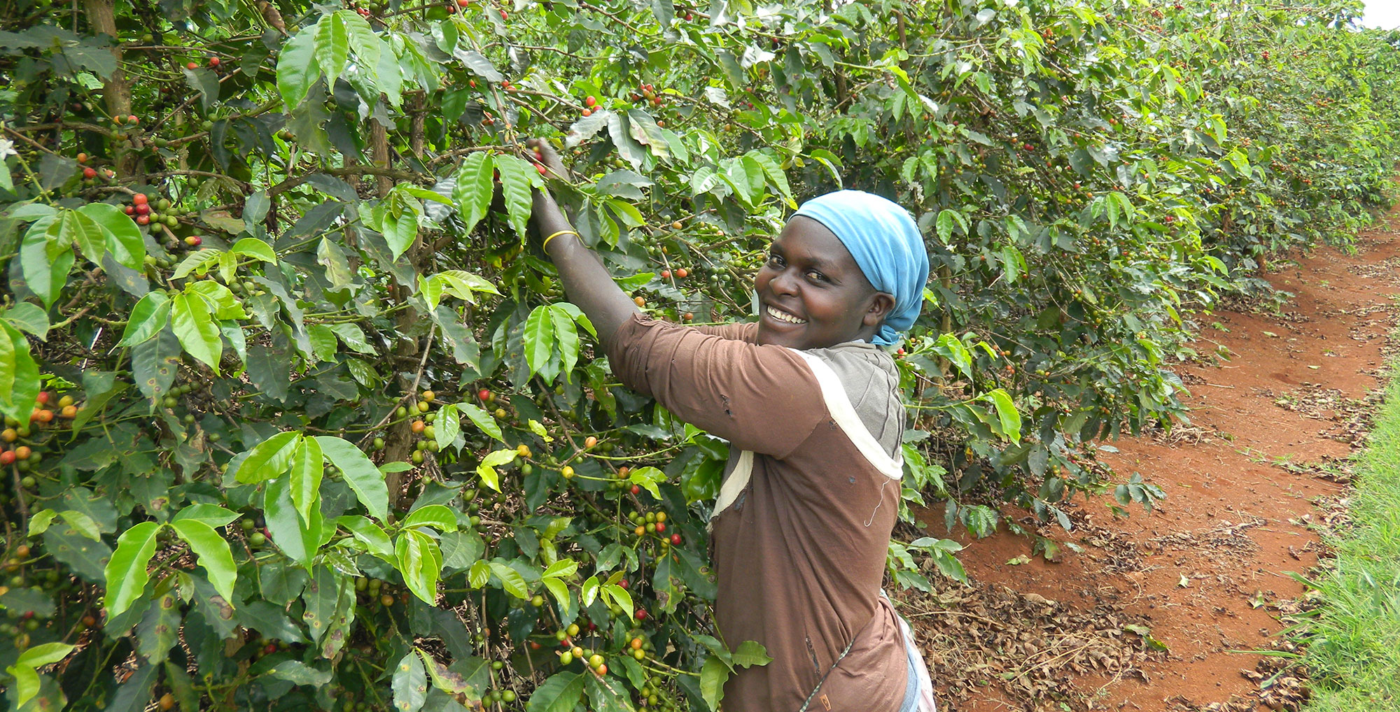 Maatouk - Specialty Coffee